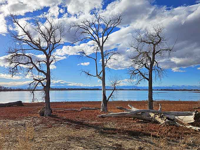 Those weathered cottonwood trees standing sentinel over the lake tell stories older than your favorite vinyl records.