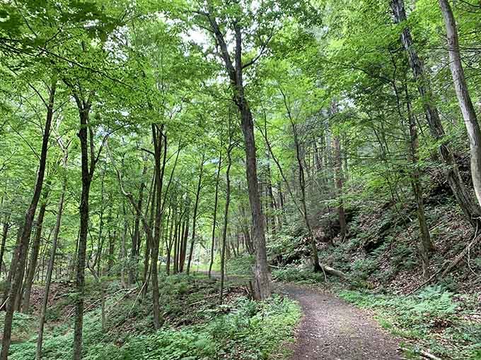 The forest path to the falls whispers promises of cool mist and that "wow" moment waiting around the bend.