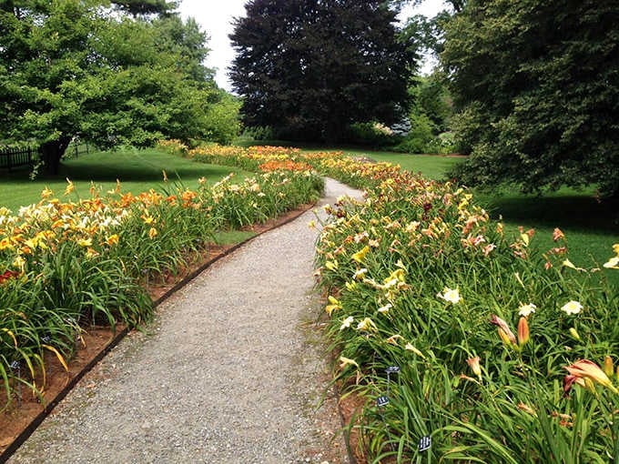 These daylily borders create a pathway that would make even Martha Stewart weep with envy.