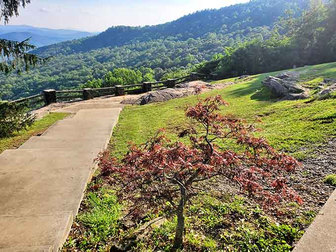 The Japanese maple adds a splash of burgundy drama to an already spectacular mountain stage performance.