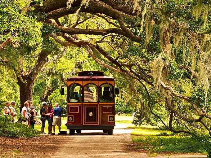 Golden sunlight filters through Spanish moss while visitors gather for a tour through living history and tea.
