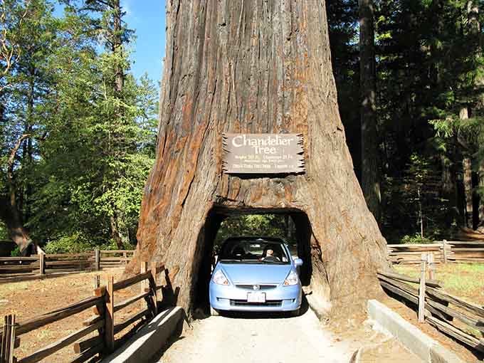 That moment when your compact car becomes part of a centuries-old tree's story is pure California magic.