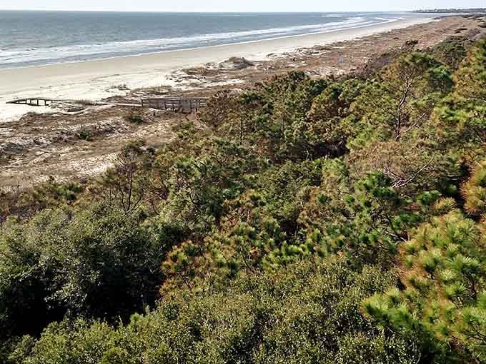 The maritime forest meets endless beach in a view that makes you understand why people write poetry about coastlines.