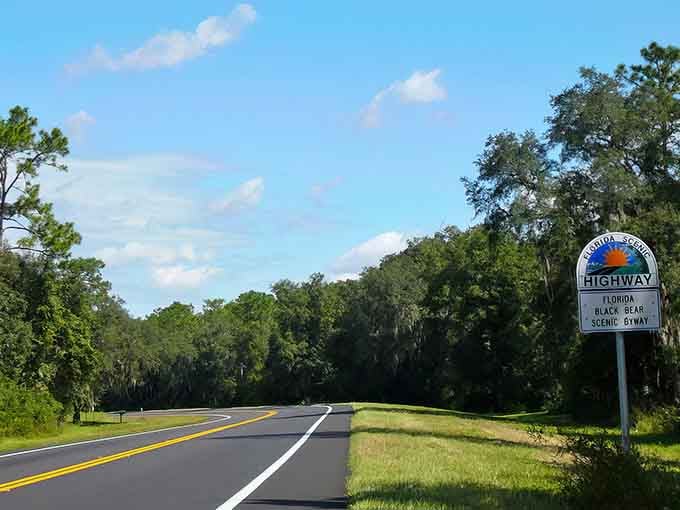 That official scenic byway sign means you're about to see something special through those towering pines ahead.