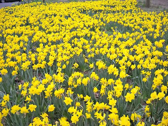 A sea of golden daffodils stretches endlessly, making you wonder if someone spilled sunshine all over the hillside.