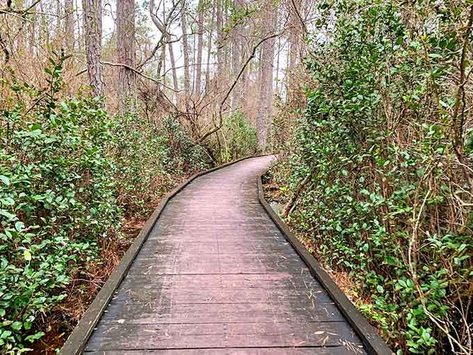 When the path curves gently through bare branches, you know you're entering nature's quiet season of reflection.