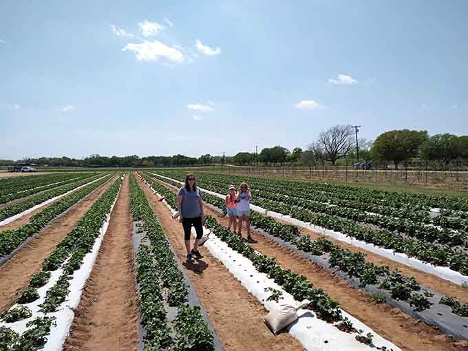 Those raised beds stretching toward the horizon mean your knees will thank you while your basket fills with ruby-red treasures.