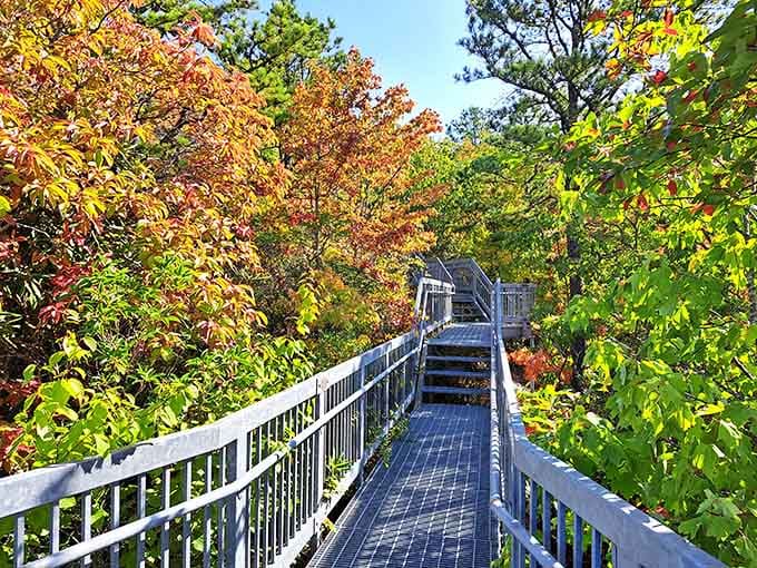 The tower's walkway frames autumn's finest work like a gallery you have to earn your way into.