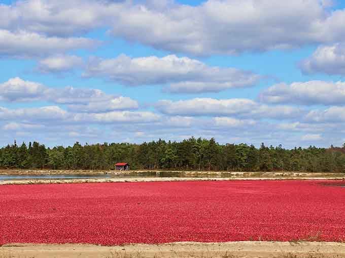 When cranberries flood the bogs, they transform ordinary farmland into a stunning crimson sea.