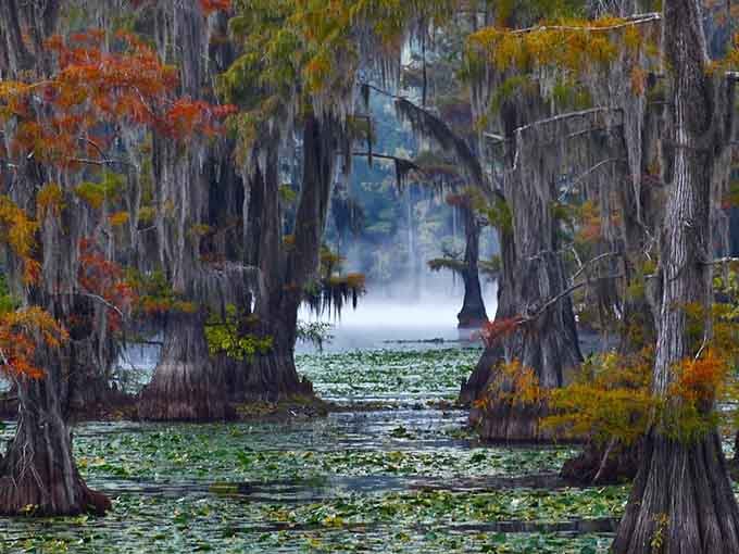 Morning mist transforms Caddo Lake into something from a dream, where reality blurs beautifully with imagination.
