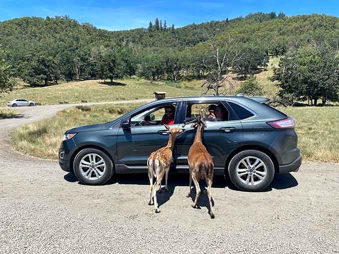 These curious deer have mastered the art of the vehicle inspection, checking out visitors with professional thoroughness.