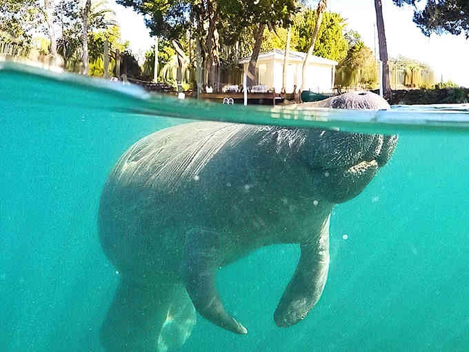 That magical split-shot reveals two worlds at once: peaceful shoreline above, majestic manatee below in turquoise perfection.