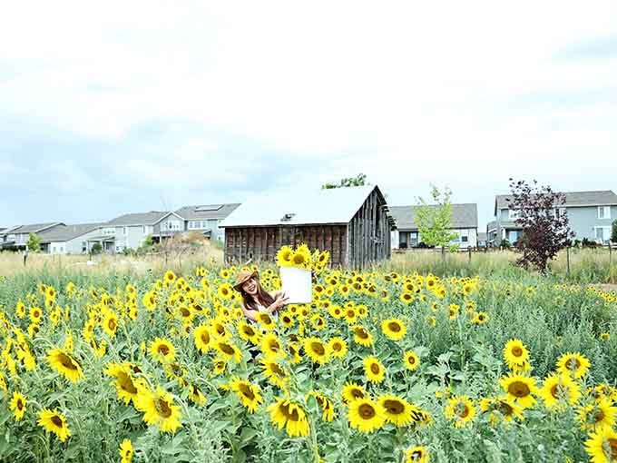This sea of sunshine proves that Colorado's beauty extends far beyond our famous mountain peaks and valleys.