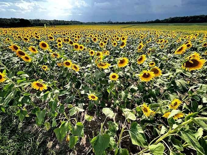 Thousands of sunflowers turn their faces skyward, creating nature's most optimistic gathering you'll ever witness in person.