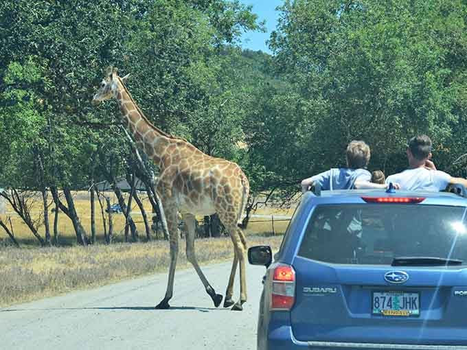 When a giraffe casually strolls across your path, you realize Oregon just got a whole lot taller.
