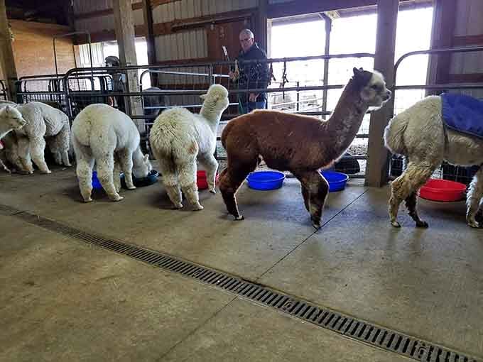 Mealtime at the ranch is surprisingly orderly, proving alpacas have better table manners than most humans.