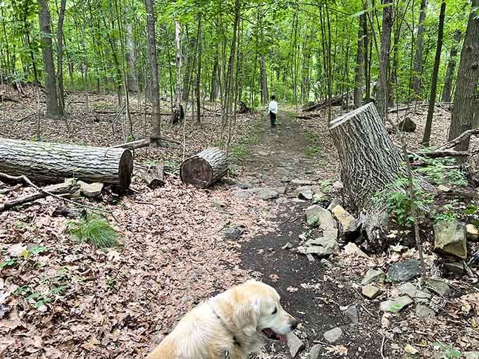 Every great view starts with a journey, and this woodland path promises rewards worth every single step you take.