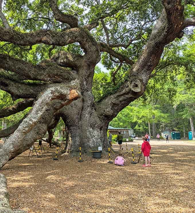 Scale doesn't quite register until you see actual humans dwarfed by branches older than your family tree combined.
