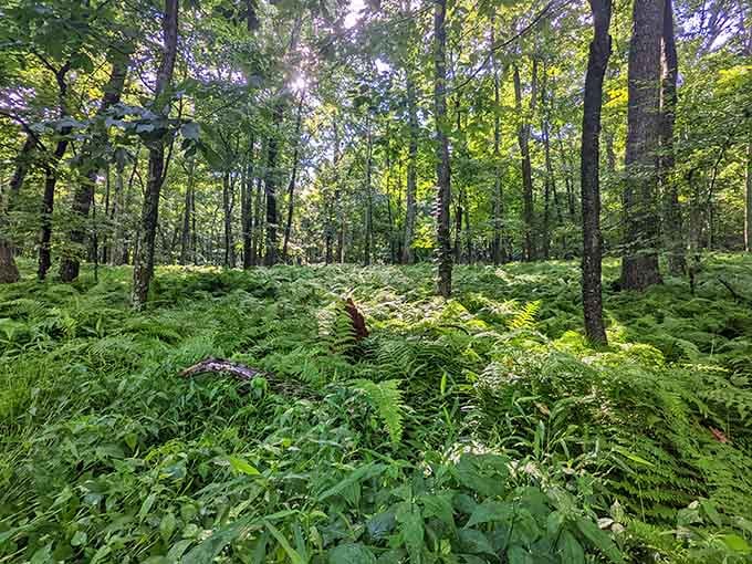 Nature's carpet of ferns creates a scene so lush, you'd swear someone's been watering it daily.