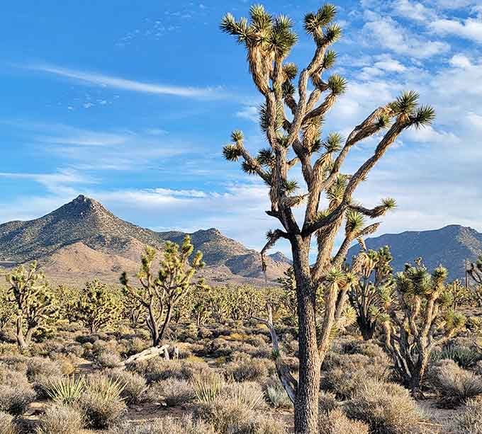 These spiky sentinels have been striking poses against Arizona skies longer than most Hollywood careers have lasted.