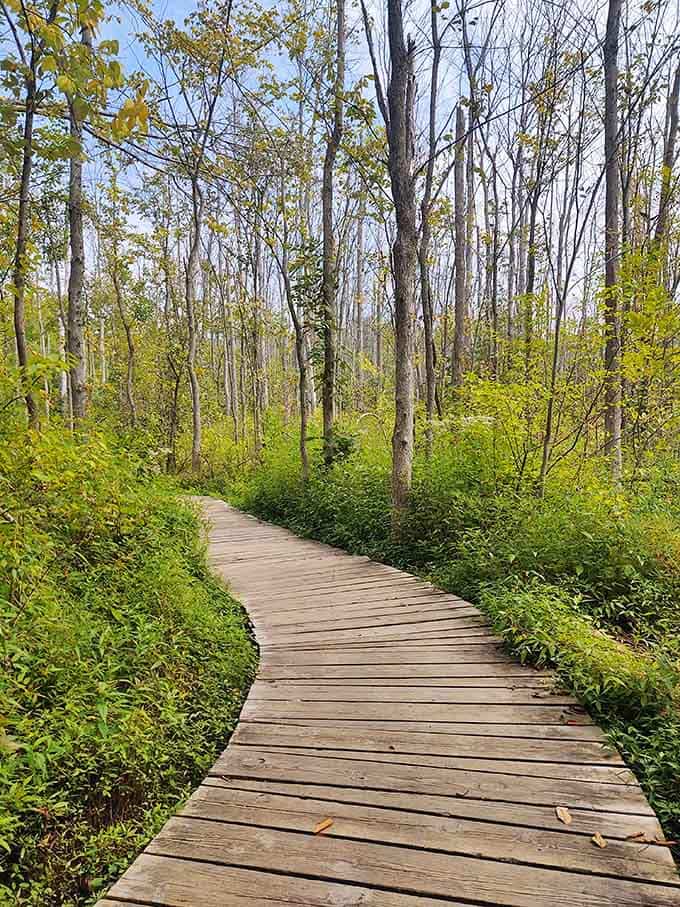 This winding boardwalk through the woods proves that sometimes the best path forward involves absolutely zero mud.