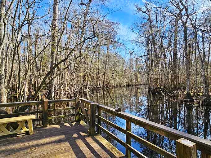Winter's bare branches frame tea-colored waters that mirror the sky, creating nature's own infinity pool effect.