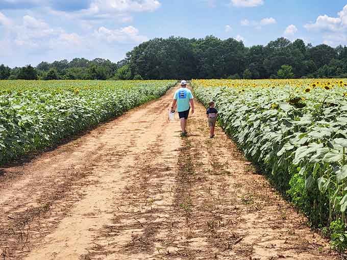 The dirt path between towering blooms invites exploration, like a yellow brick road without the flying monkeys.