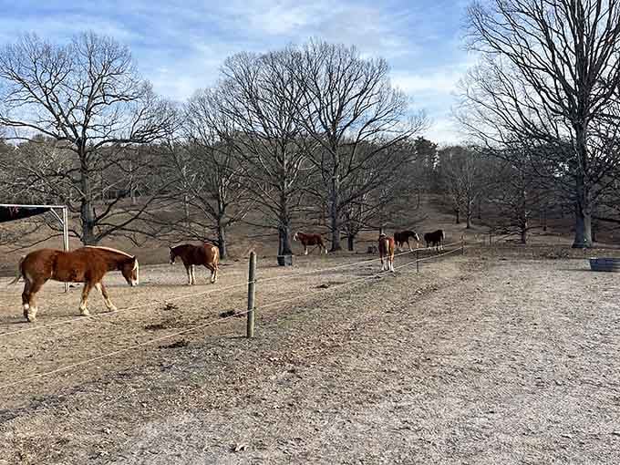 When horses graze peacefully against mountain backdrops, even your stress takes a vacation day.