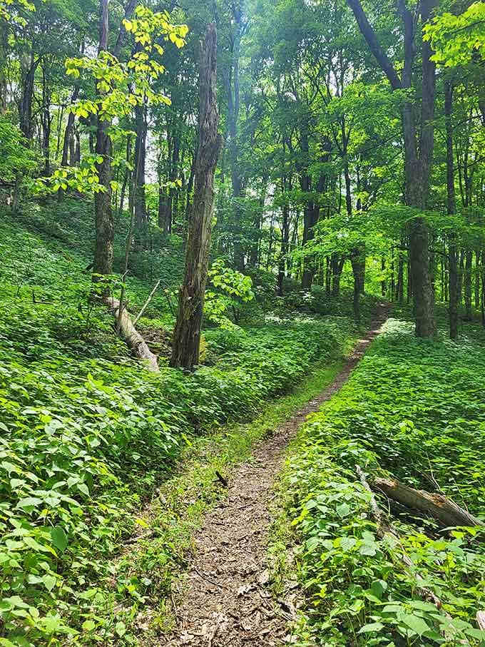 This peaceful trail through the hardwood forest is your appetizer before the main course at the summit.