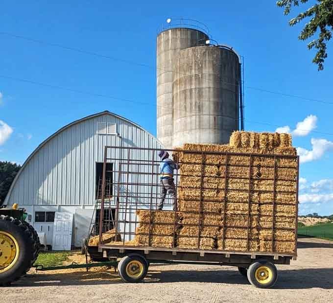 Classic barn and silos stand proudly, reminding visitors that real farms still exist beyond Instagram filters.