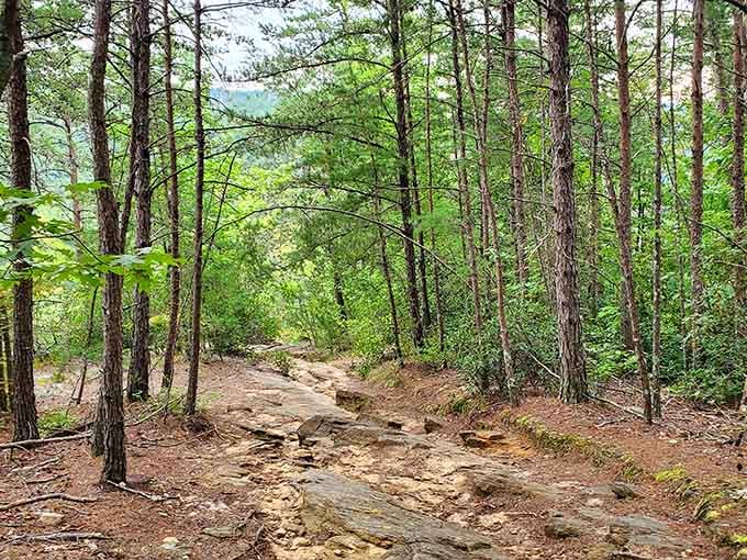 The journey down through these woods feels like stepping into a secret world you've somehow earned.
