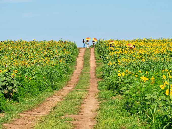 A dirt path cuts through the golden sea, inviting you to wander like you're in a storybook.