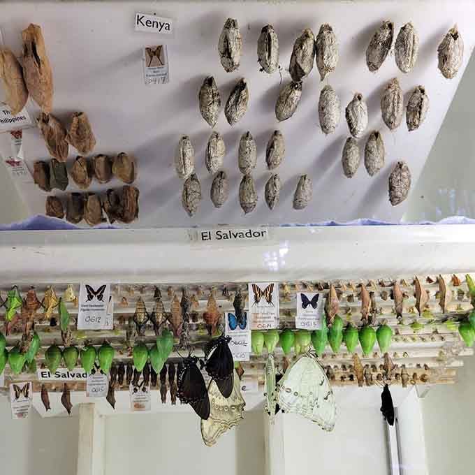 A global butterfly collection that would make any stamp collector jealous, featuring chrysalises from Kenya to El Salvador.