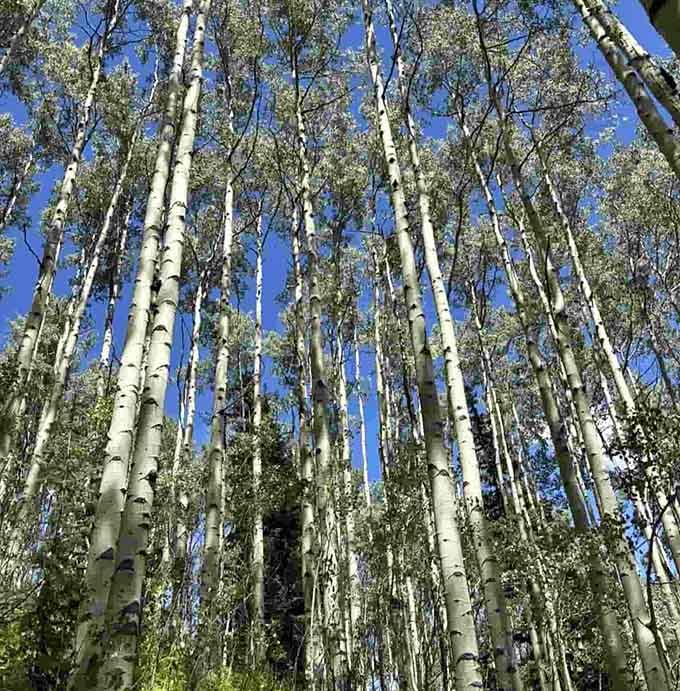 These aspens stand like nature's own cathedral columns, their white bark gleaming against impossibly blue Colorado skies overhead.