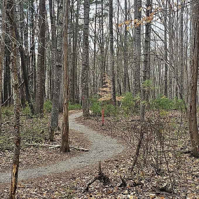 These trails whisper secrets that only your hiking boots will ever hear, one peaceful step at a time.