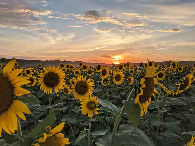 When sunflowers meet sunset, you get the kind of view that makes your camera roll very, very happy.