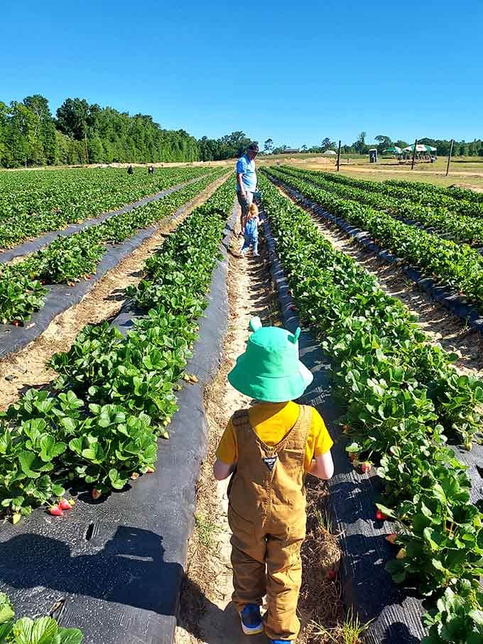 Future farmers learning that food comes from dirt, not delivery apps, one berry at a time.