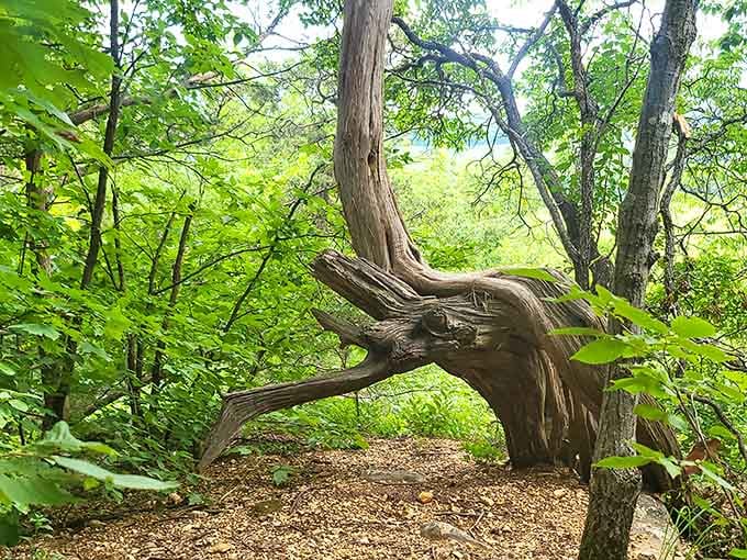 Mother Nature's sculpture garden features this wonderfully twisted tree arching over the trail like a wooden rainbow.