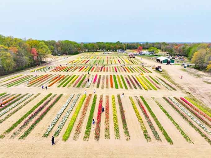 From above, the tulip rows look like nature's own color-coded filing system, perfectly organized and impossibly beautiful.