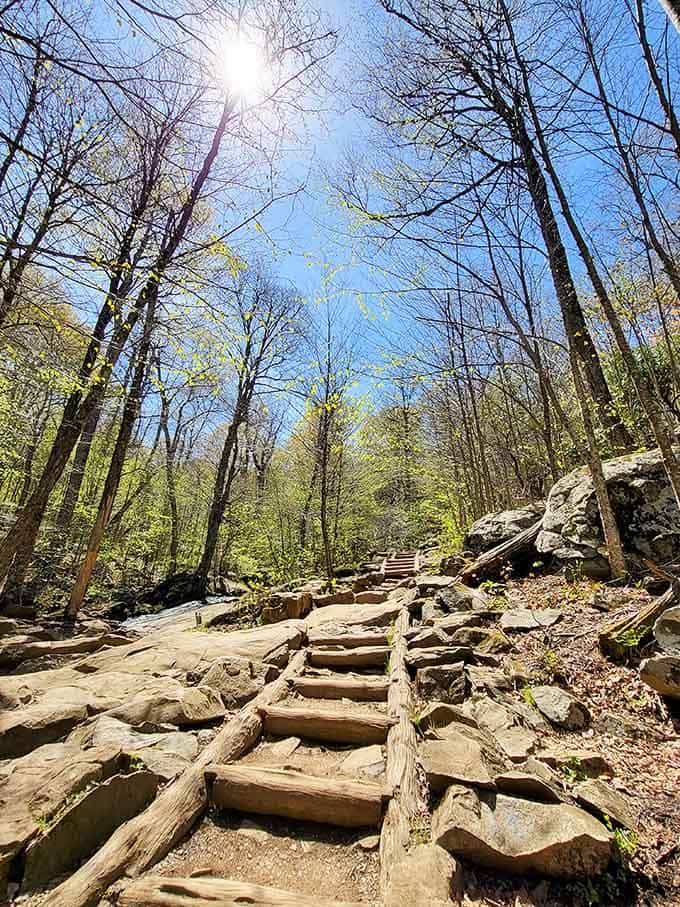 When the sun breaks through the canopy like nature's spotlight, you know you're on the right path.