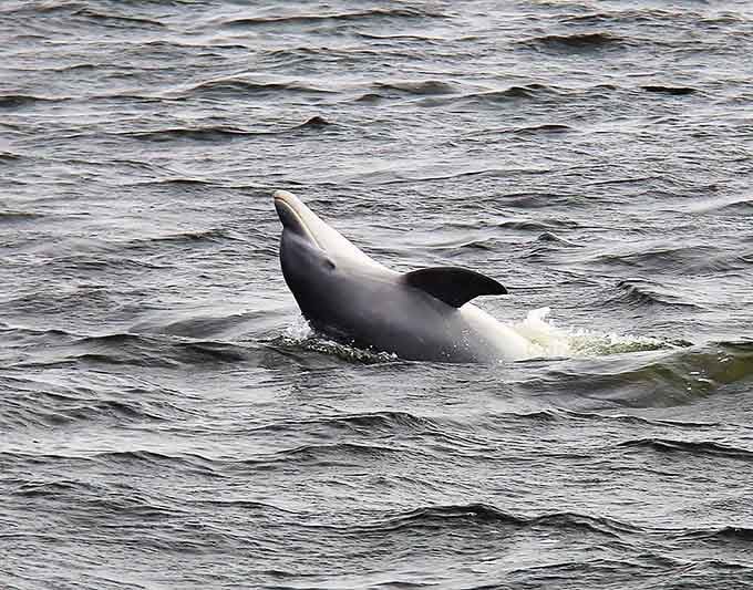 When a wild dolphin surfaces this close, every worry you've ever had suddenly seems wonderfully insignificant.