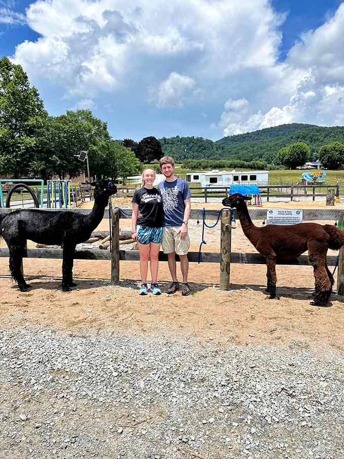 Nothing says "best day ever" quite like posing with friendly llamas against those stunning Blue Ridge Mountain views.
