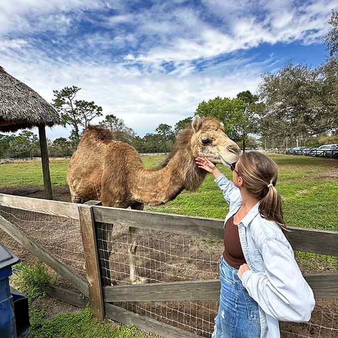 When a camel gives you that look, you know you've made a friend for life, or at least until snack time.
