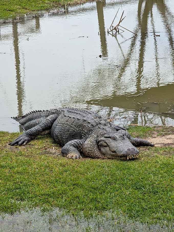 When a gator lounges this confidently by the water, you know he's living his absolute best life.