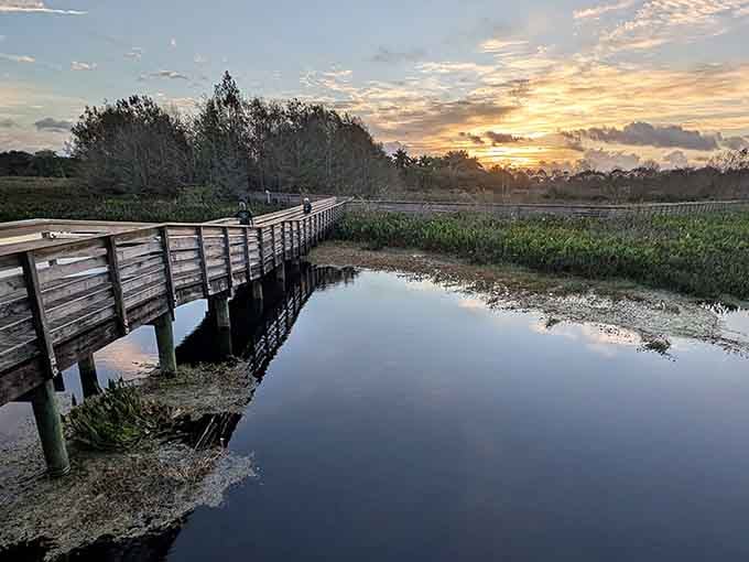 Golden hour at Green Cay turns the boardwalk into a photographer's dream and an alligator's dinner time.