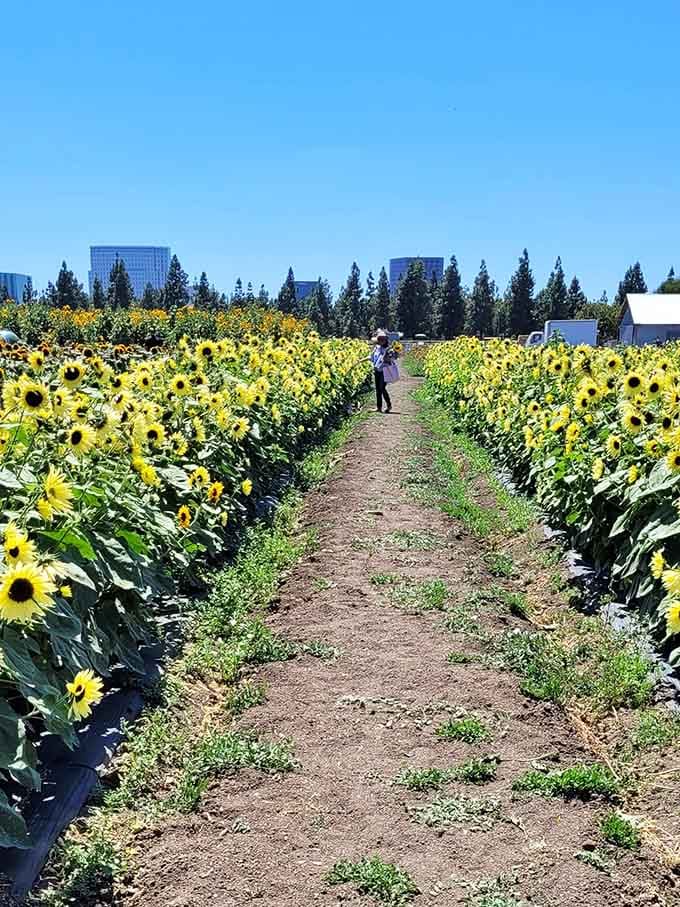 These pathways through towering sunflowers make you feel like you've stumbled into a Van Gogh painting that came to life.