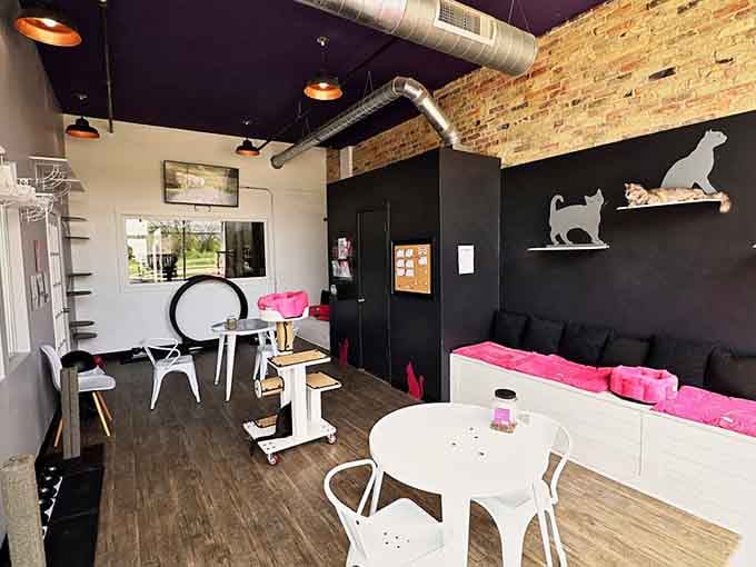 Modern industrial meets cozy cat lounge, where exposed brick and pink cushions create the perfect feline playground.