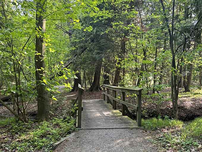 Wooden bridges through the forest make you feel like you're in a fairy tale, minus the trolls and drama.
