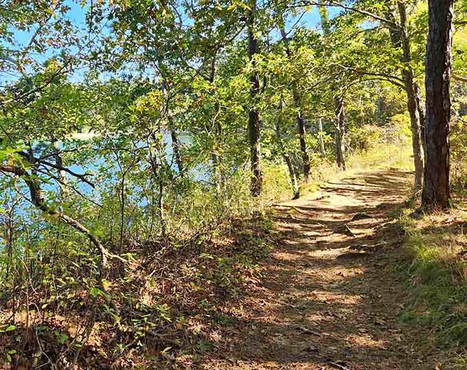 These woodland paths wind along the shoreline like they were designed by someone who actually enjoys walking.