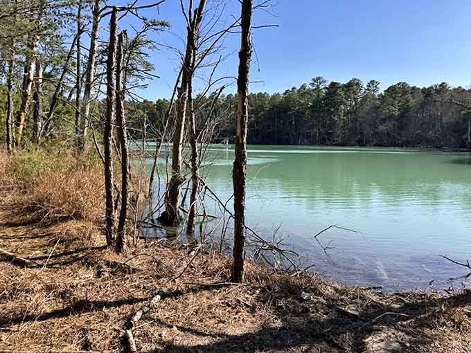 The Pine Barrens framing this emerald gem proves New Jersey keeps its best secrets well hidden.